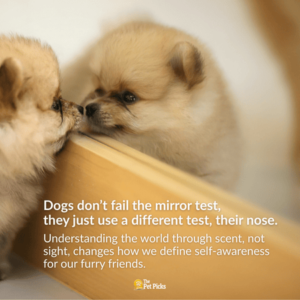Do Dogs Recognize Themselves in the Mirror? The Truth About Dog Self ...